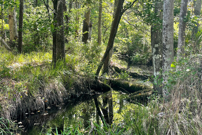 Newnan's Lake Conservation Area - Bryan Berg