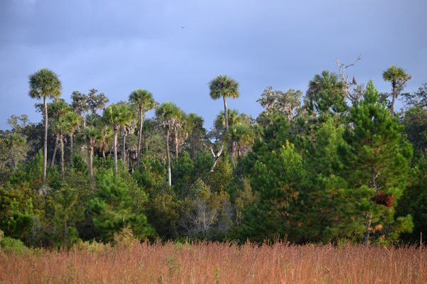 Hiking Silver Springs Forest Conservation Area - Bryan Berg