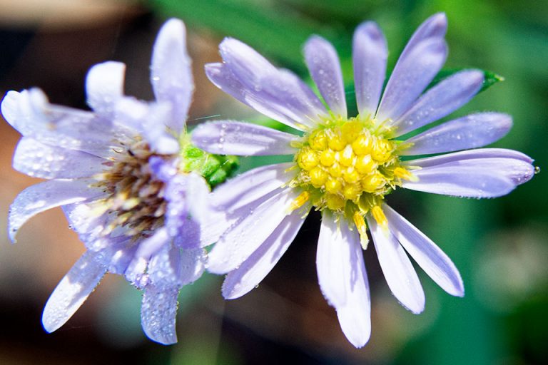 Central Florida Wildflower Field Guide - Bryan Berg