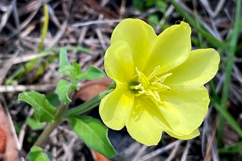 Central Florida Wildflower Field Guide - Bryan Berg