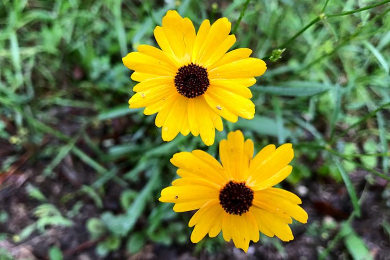 Central Florida Wildflower Field Guide - Bryan Berg