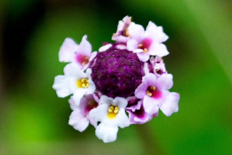 Central Florida Wildflower Field Guide - Bryan Berg