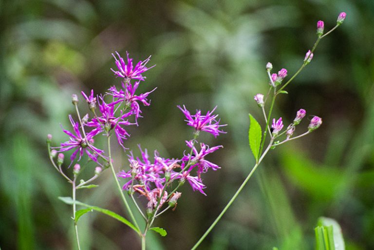 Central Florida Wildflower Field Guide - Bryan Berg