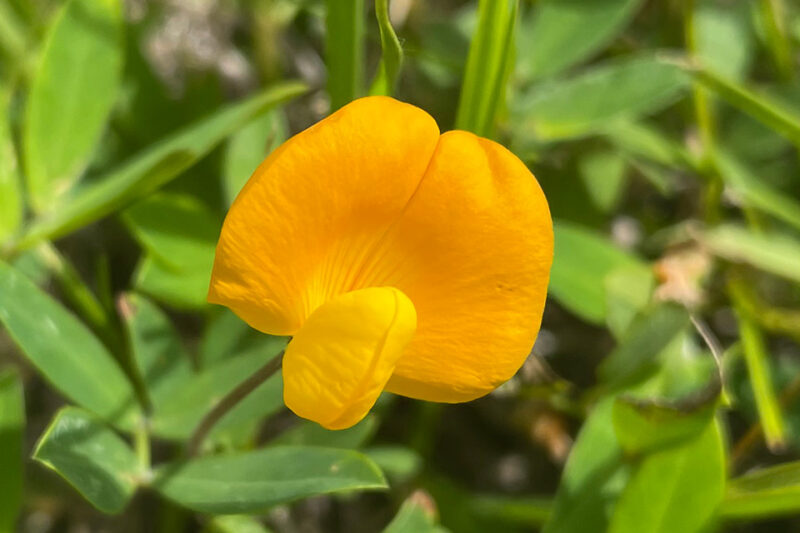 Central Florida Wildflower Field Guide - Bryan Berg