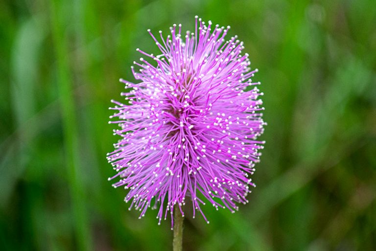 Central Florida Wildflower Field Guide - Bryan Berg