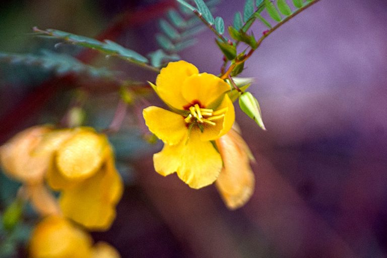 Central Florida Wildflower Field Guide - Bryan Berg