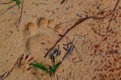Hiking Caravelle Ranch WMA - Bryan Berg