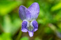 Central Florida Wildflower Field Guide - Bryan Berg