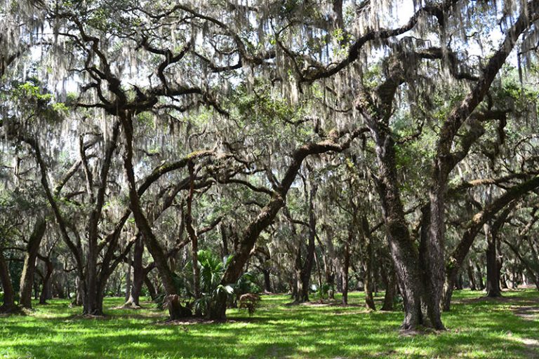 Hiking Princess Place Preserve - Bryan Berg